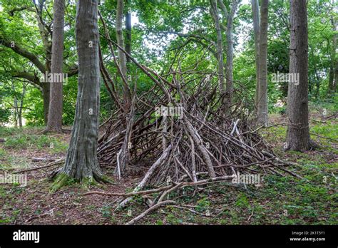 Woodland Den Created With Sticks And Branches Among The Trees Stock