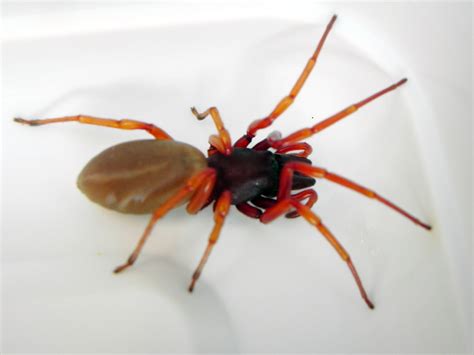 The Vineyard Gazette Marthas Vineyard News Sowbug Killer