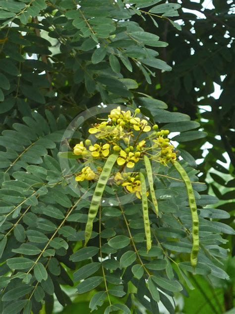 Senna Siamea Kassod Tree Cassod Tree Siamese Shower Siamese Cassia