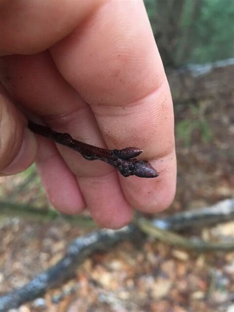 Erik Rosenmeiers Phenology Spot A Uvm Blog