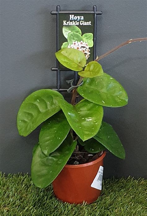 Hoya Krinkle Giant 10cm The Garden Feast