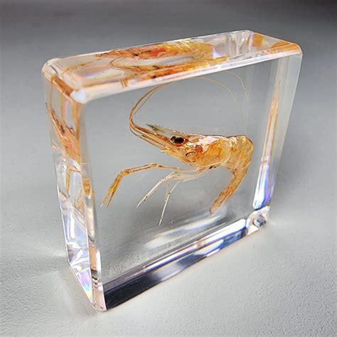 Tiny Shrimp In Resin Prawn Macrobrachium Nipponense Insects In Resin