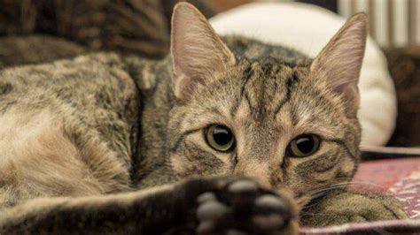 Criptococcosi Nasale Nel Gatto Quanto Può Essere Rischiosa