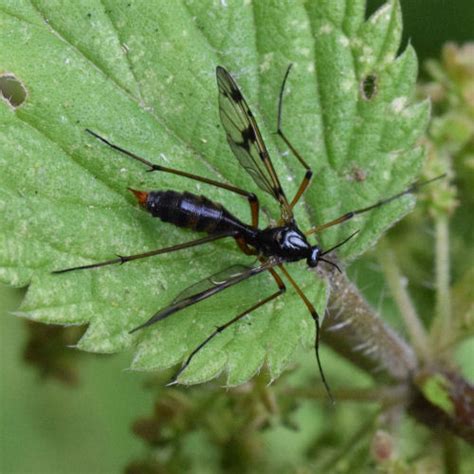 Diptera Ptychopteridae
