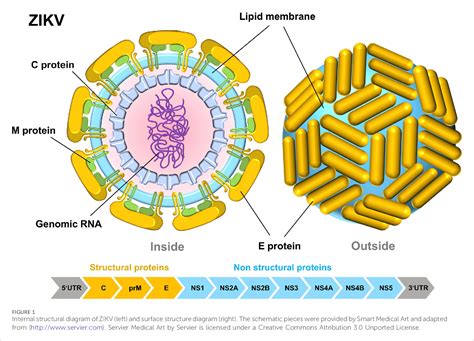 Figure 1 From Recent Advances In The Study Of Zika Virus Structure