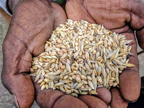 This Nearly Lost Ancient Grain Tradition Could Be The Future Of Farming Gastro Obscura