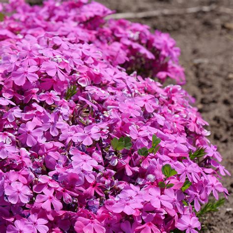 All About Creeping Phlox Great Garden Plants