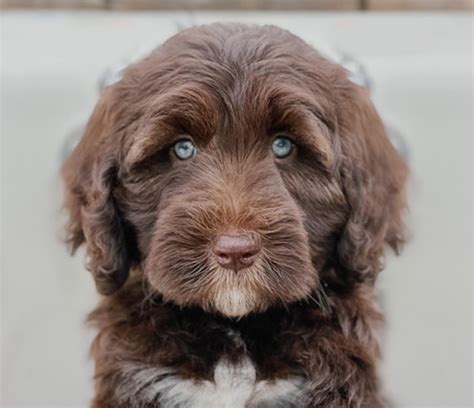Schnoodle Sizes Colors And Coats Teddy Bear Golden Doodles