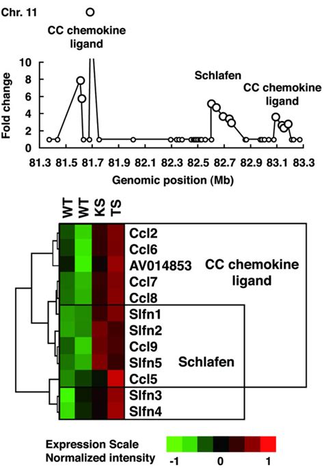 Arthritis Related Gene Clusters On Chromosome Chr 11 The Peak At Download Scientific