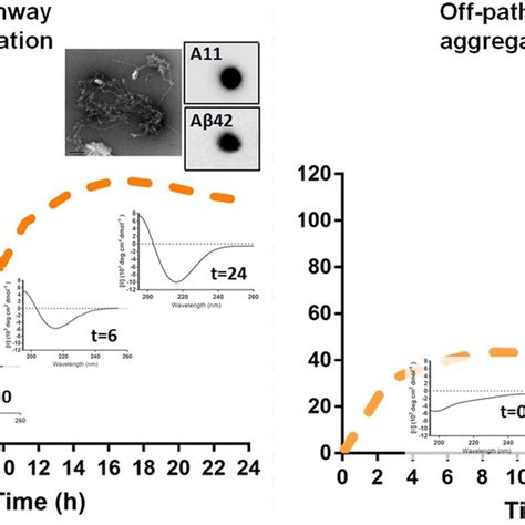 Schematic Illustration Of The Aβ On And Off Aggregation Pathways The