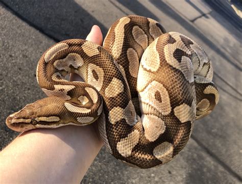 Python Regius Ball Python Surrender 10 Years Old Pytregi