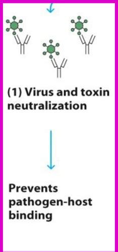Antibody Effector Functions Final Set 1 Flashcards Quizlet