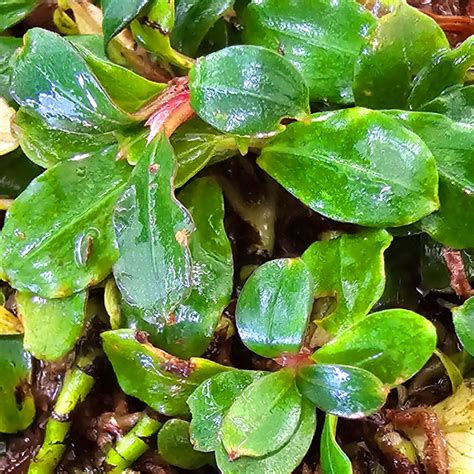 Bucephalandra Sandrine Plante Rare Compacte Au Feuillage Rond