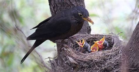 How Long Does It Take For Bird Eggs To Hatch OMG Birds