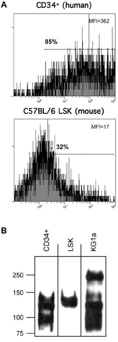 Analysis Of E Selectin Ligand Expression On Human Cd34 ؉ Cells And