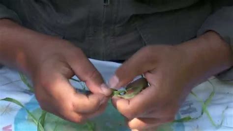 Как сплести веревку из конопли Youtube