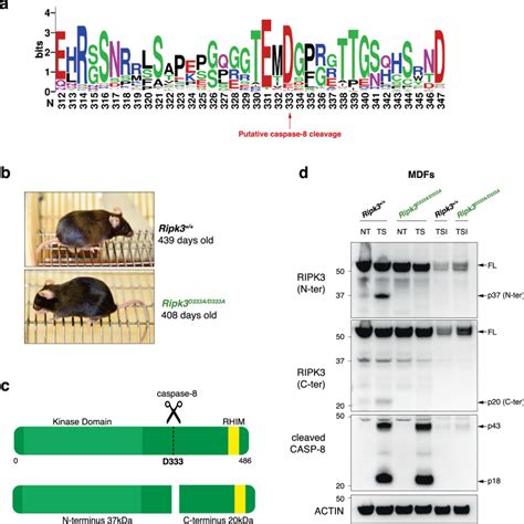 Ripk3 Cleavage Is Dispensable For Necroptosis Inhibition But Restricts