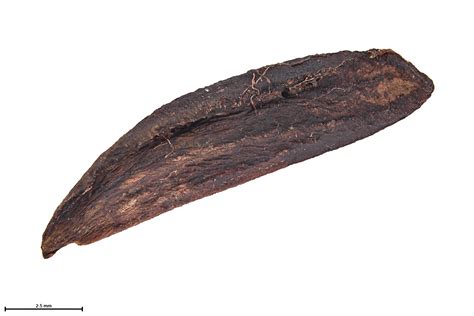 Polyscias Oahuensis Seeds Of Hawaii