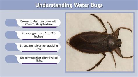 Water Bug That Looks Like A Cockroach Identification Habitat And Key