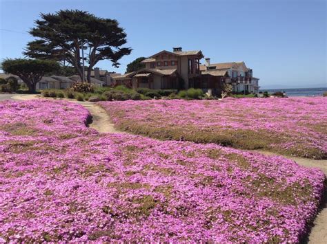 Pacific Grove
