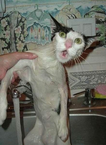 Мокрые киски Wet Pussycat