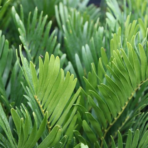 How To Landscape With Natives In Florida A Simple Guide