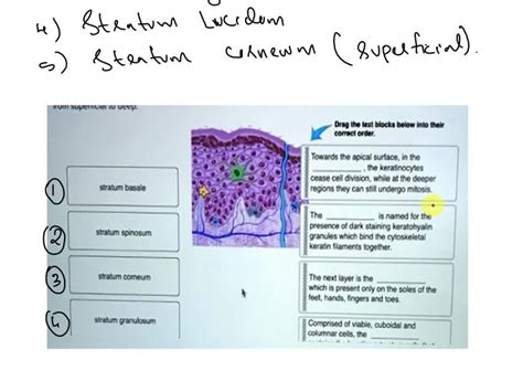 Solved Text Describing The Layers Of The Epidermis Complete Each