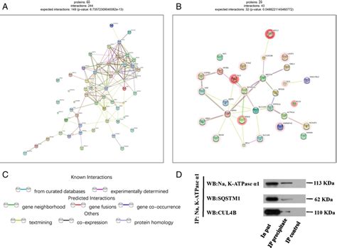 String Protein Protein Interaction Analysis A Protein Interaction Download Scientific Diagram