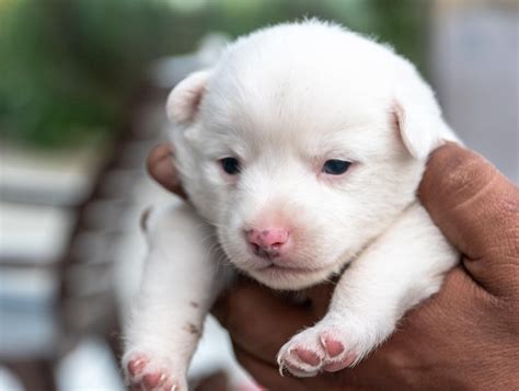 Cachorro Filhote De Bicho Foto Gratuita No Pixabay Pixabay