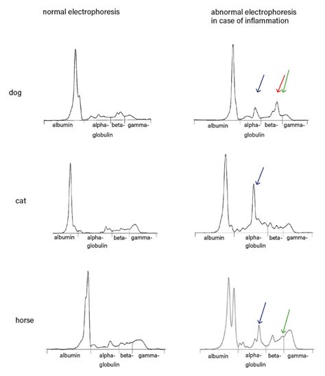 Acute Phase Proteins In Routine Diagnostics Laboklin Europe
