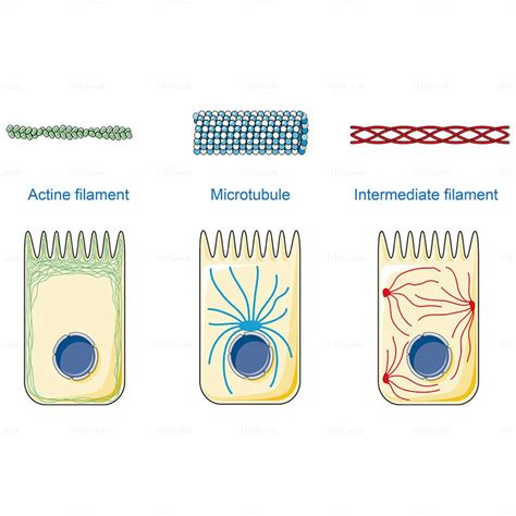 3 4 Unique Characteristics Of Eukaryotic Cells Microbiology Openstax