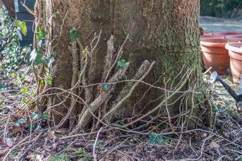 How To Stop Tree Roots From Sprouting In Lawn