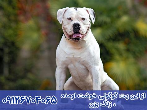 سگ آمریکن بولداگ American Bulldog پت مشاور