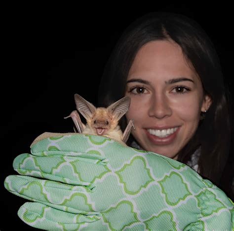 The Pallid Bat Mostly Eats Ground Dwelling Arthropods Such As Desert