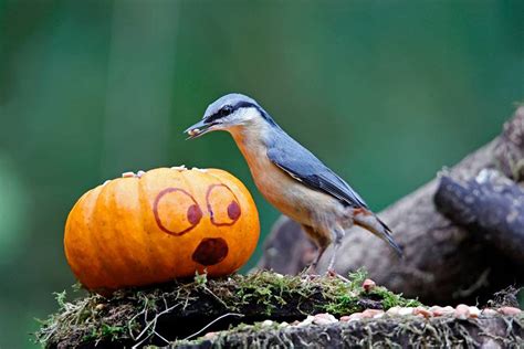 Bird Pumpkin