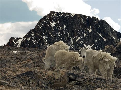 Mountain Goats Fighting On Harney Peak Stock Image Image Of Beards