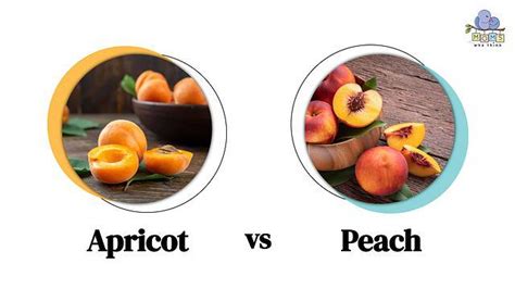 Apricot Vs Peach 5 Key Differences And Full Health Comparison