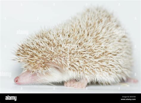 Atelerix Albiventris African Pygmy Hedgehog In Front Of White