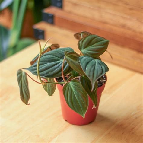 Mican Philodendron Velvet Leaf 1 Live Starter Plant Philodendron