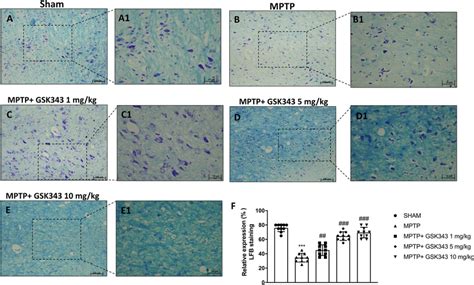 Effects Of Gsk 343 On The Myelination Process Lfb Staining Showed A