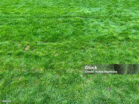 푸른 잔디 잔디밭의 자연 녹지 배경 질감 녹색 바닥 축구 경기장 훈련용 잔디밭 잔디 골프 코스 녹색 잔디 패턴을 만드는 데