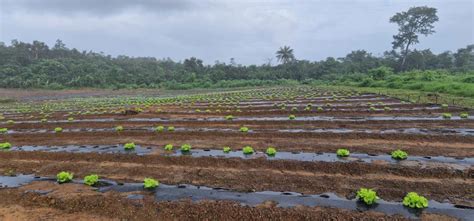 Khalil Dukuly On Linkedin My Morning View