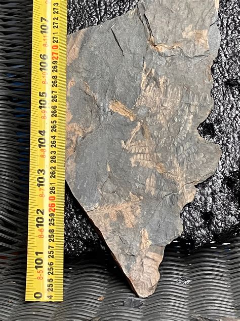 Ancient Carboniferous Period Tree Ferns Flora 3d Plant Fossil Etsy