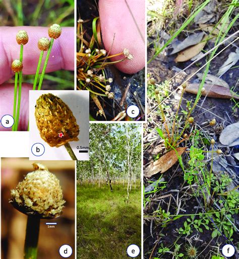 A Inflorescence Of Eriocaulon Insectum B Inflorescence Head With