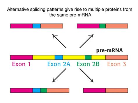 Ppt Formation Of Rna Polymerase Ii Pre Initiation Complex Powerpoint