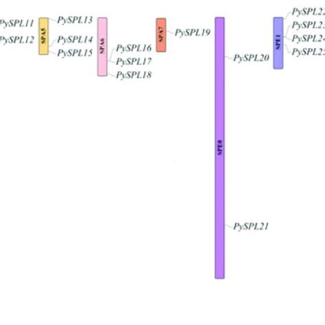 Chromosomal Localization Of Pyspls In Prunus × Yedoensis Download