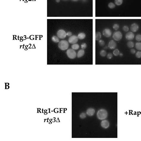 Regulated nucleocytoplasmic transport of Rtg1 and Rtg3 requires Rtg1 ...