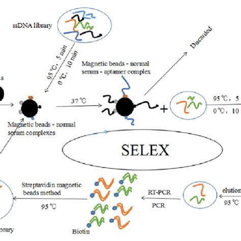 Flowchart Of Aptamer Screening Download Scientific Diagram
