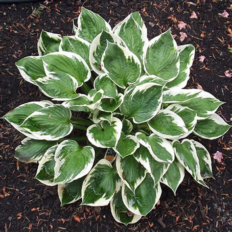 Patriot Hosta | Vanstone Nurseries