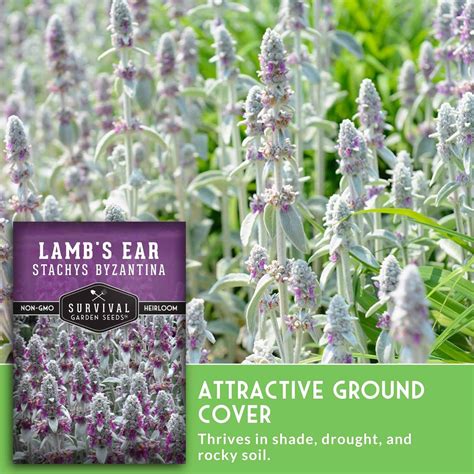 Lambs Ear Seeds Silvery Perennial Ground Cover Survivalgardenseeds